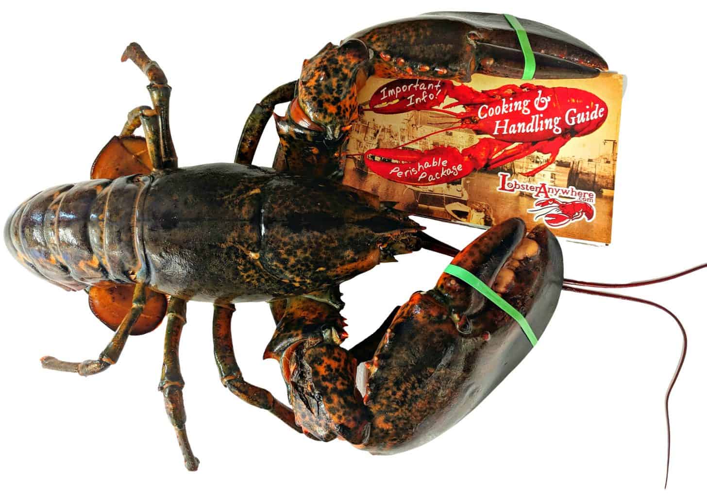 How long should a 2.6 lb lobster cook?