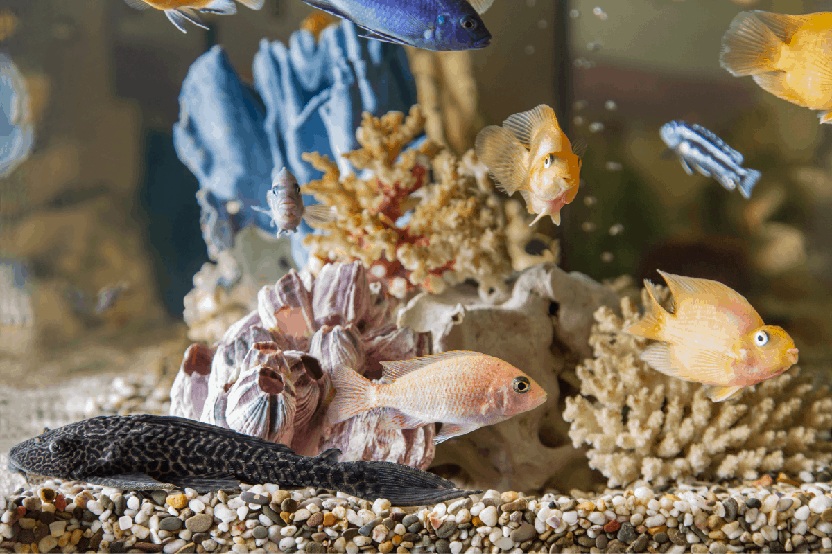 How long should treated water sit before adding fish?