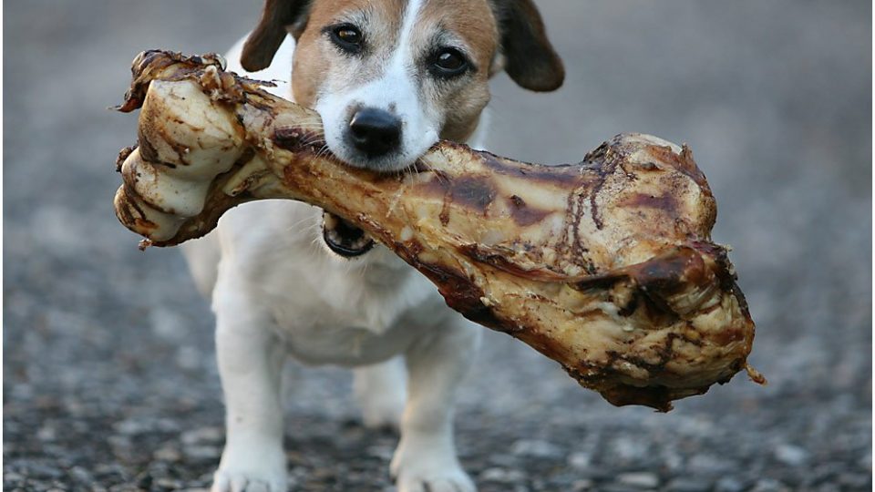 How long should you boil dog bones?