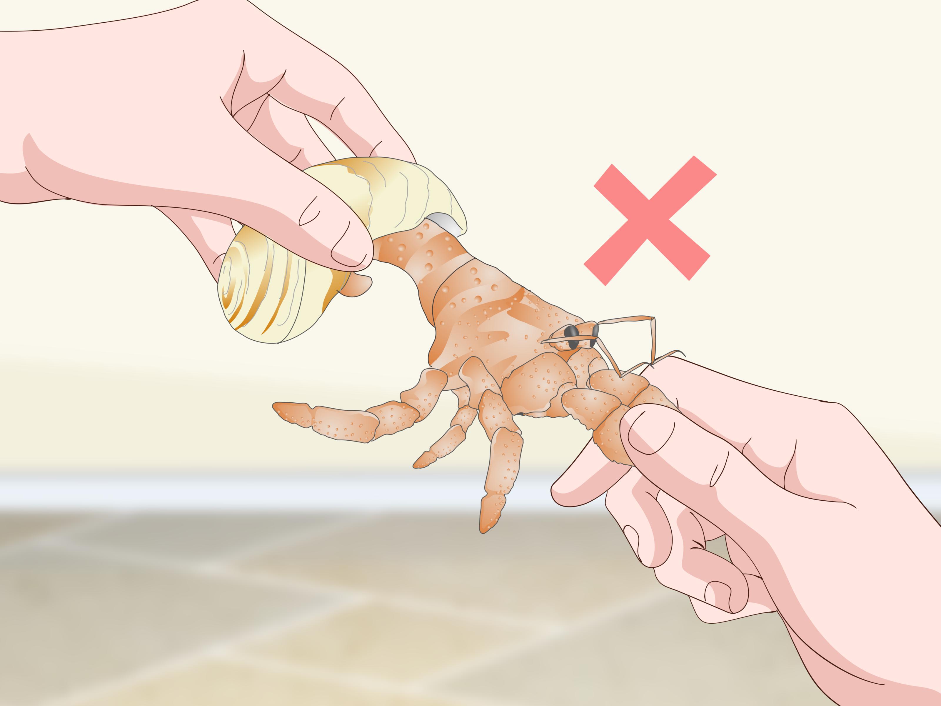How long should you play with your hermit crab?