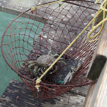 How long should you wait before crabbing with rings?