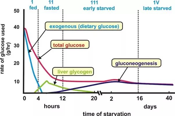 How long until your glycogen is depleted?