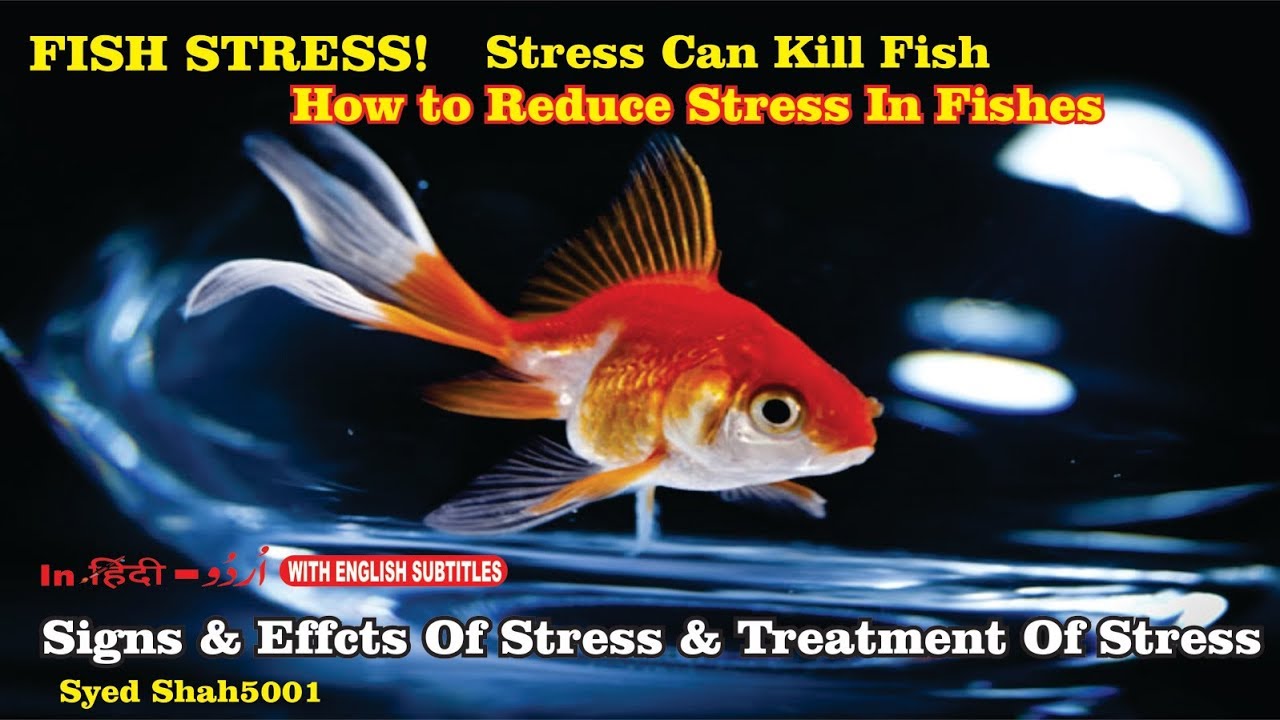 How long will fish be stressed in new tank?