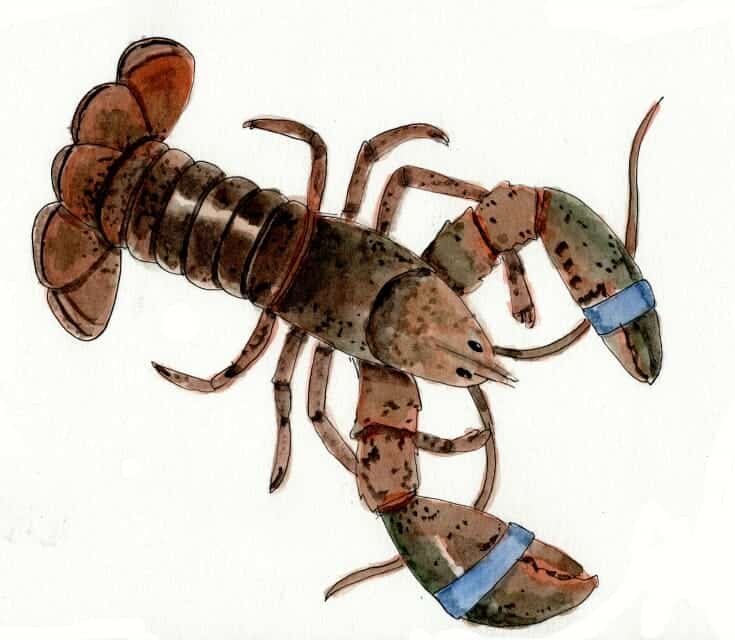 How long will lobsters live on ice?