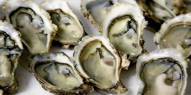 How long will oysters in the shell keep?