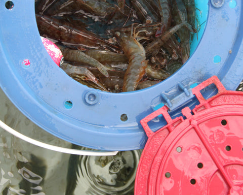 How long will shrimp stay alive in a bucket?