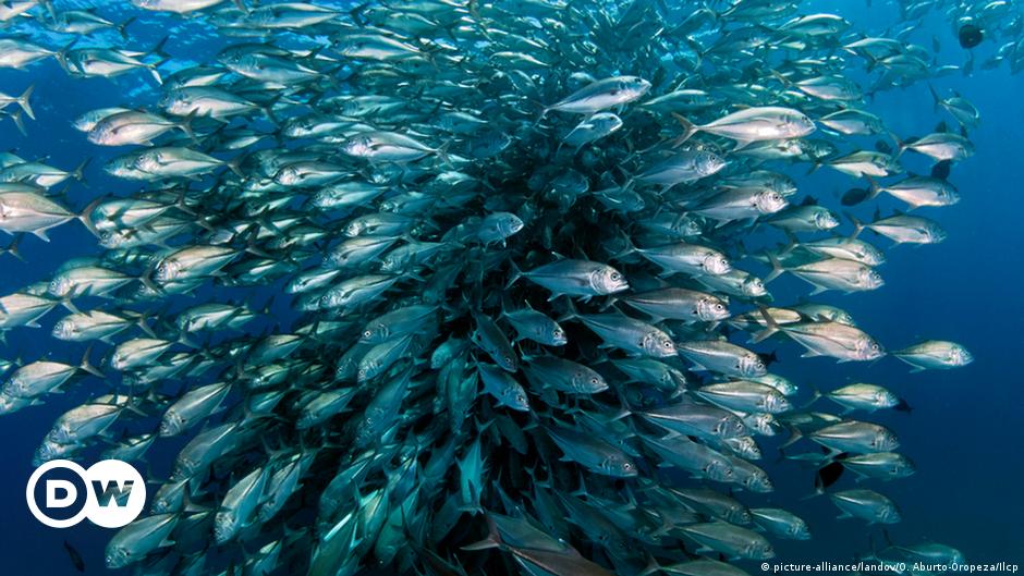 How long will there be fish in the ocean?