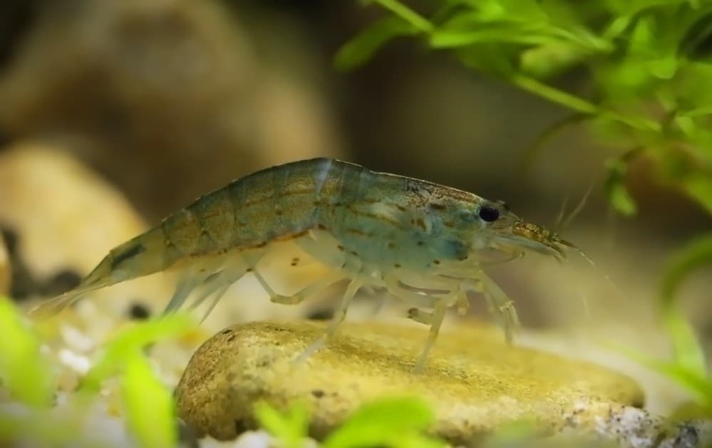 How many Amano shrimp can I keep in a 5 gallon tank?