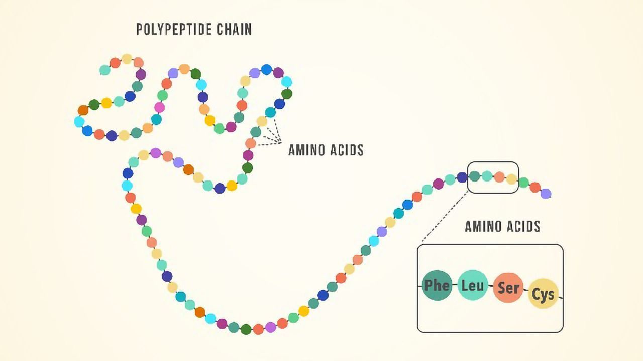 How many amino acids are in a protein?