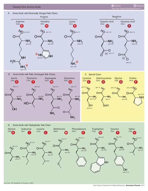 How many amino acids are made?