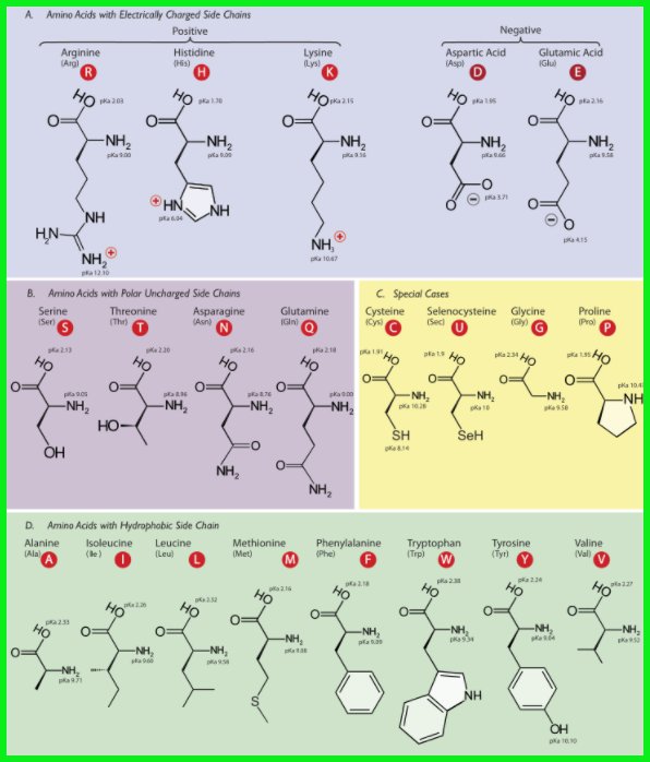 How many amino acids are there 20 or 21?