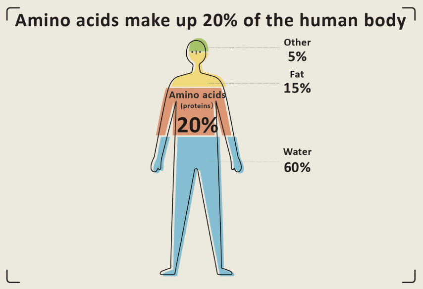 How many amino acids do humans need?