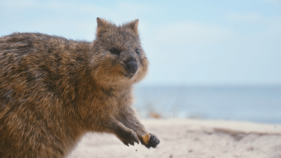 How many Australian animals are endangered 2020?
