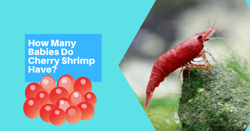 How many babies do cherry shrimp have?