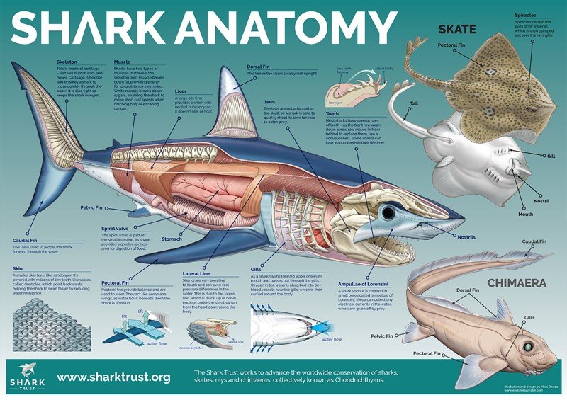 How many bones are in a shark's body?
