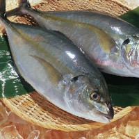 How many calories does trevally have?