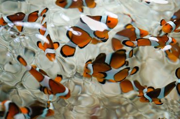 How many clownfish should be kept together?