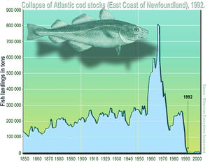 How many cod are there in the world?