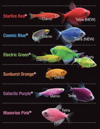 How many colors of GloFish are there?