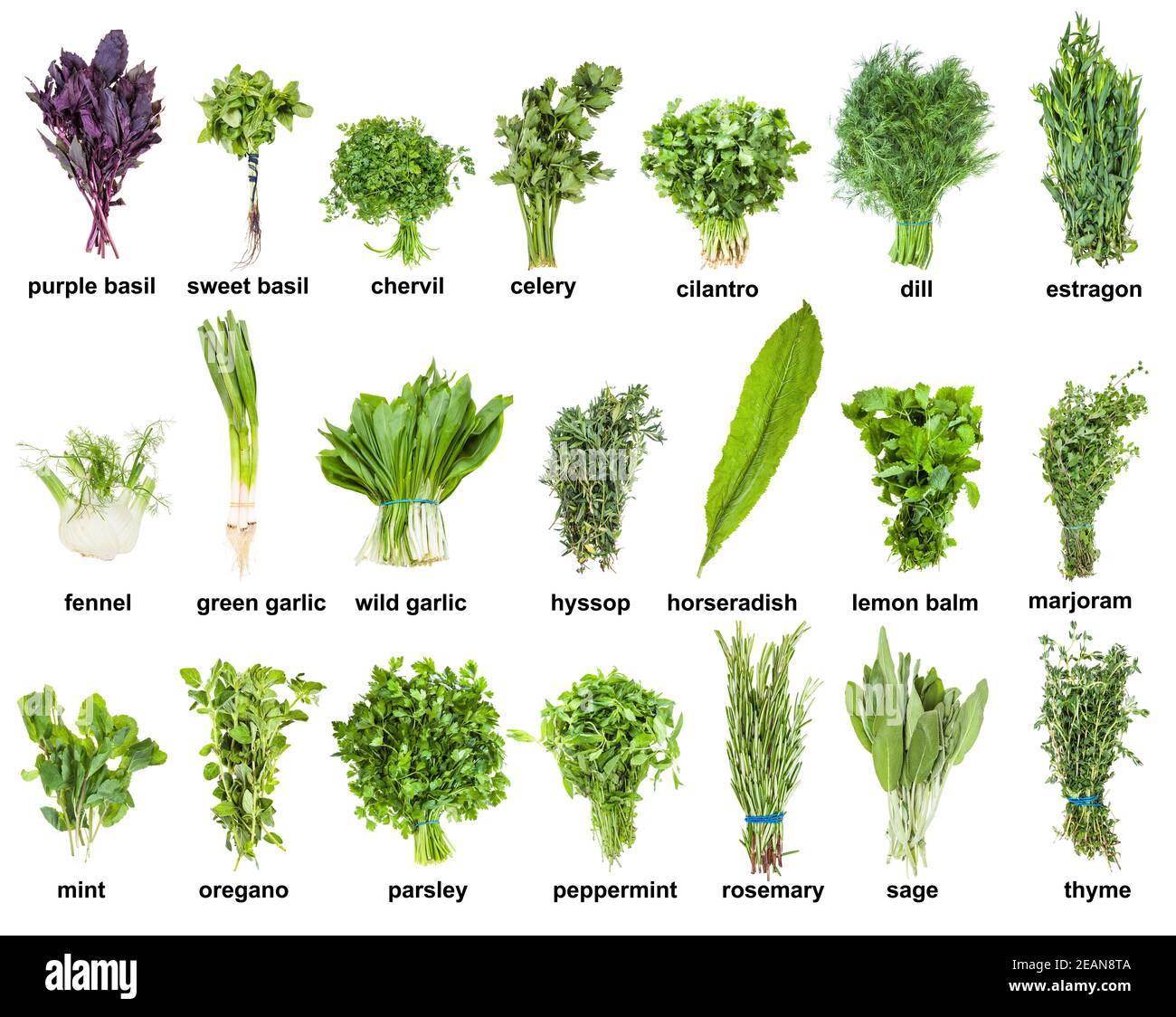 How many culinary herbs are there?