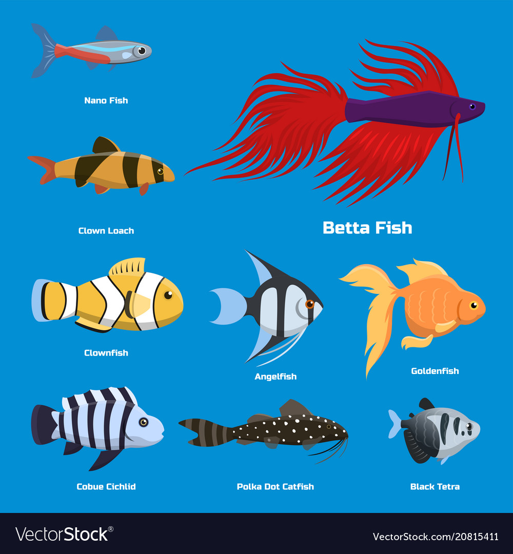 How many different colors can a tropical fish have?