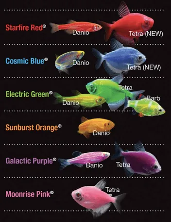 How many different GloFish are there?