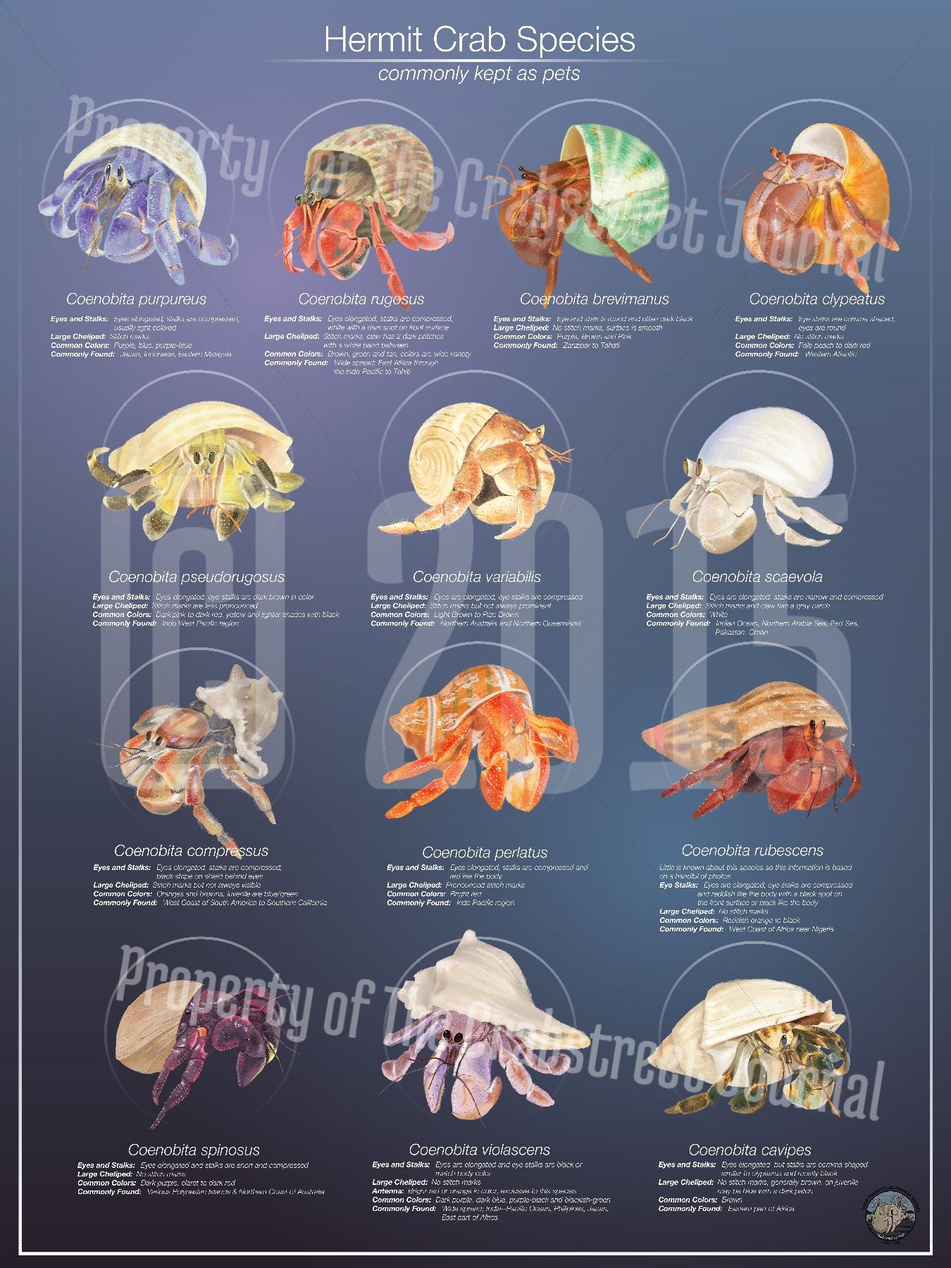 How many different species of hermit crab are there?