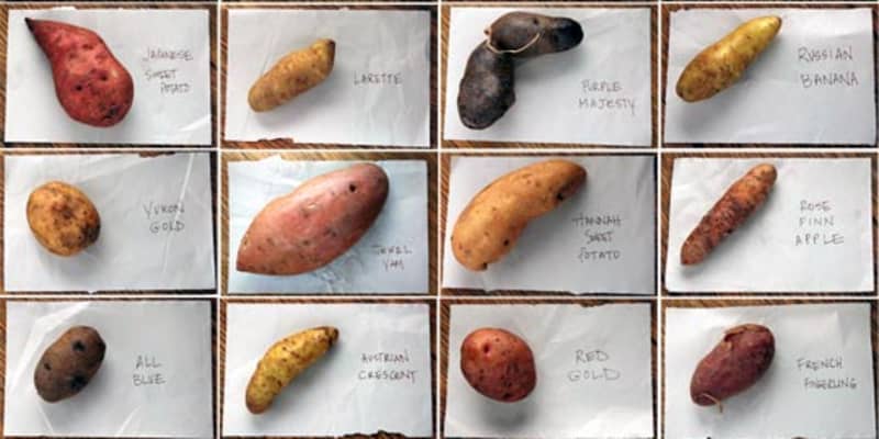 How many different type of potatoes are there?
