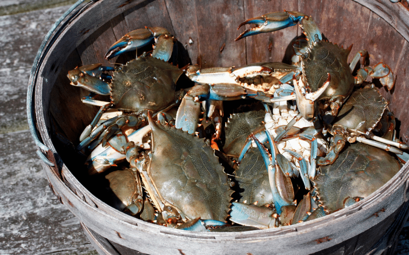 How many dozen blue crabs are in a bushel?