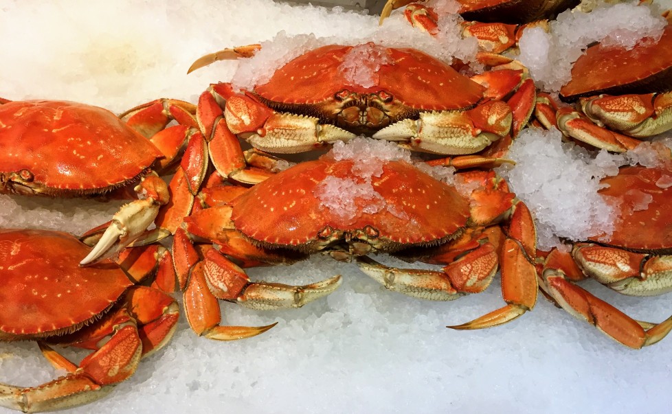 How many Dungeness crab can you keep per day?