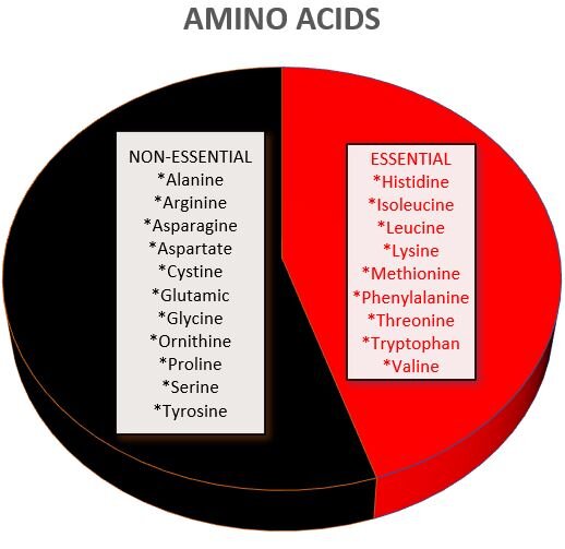 How many essential amino acids EAAs are there?