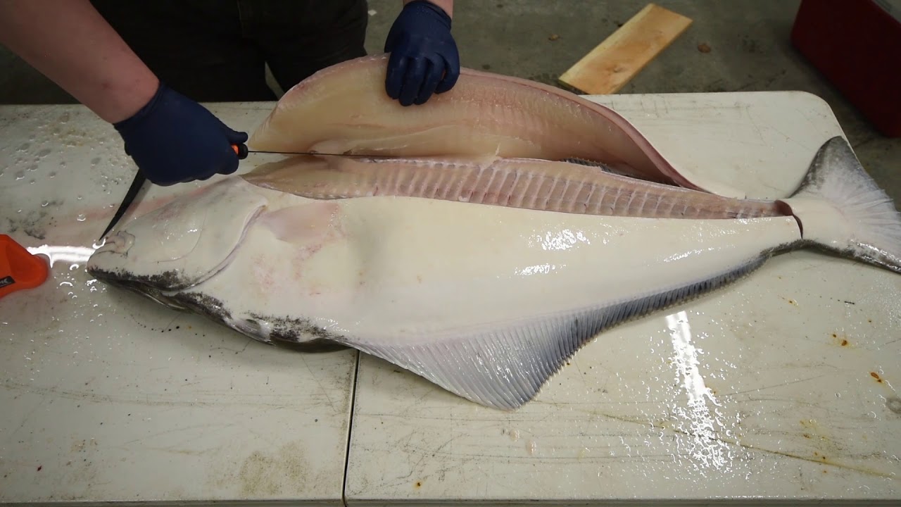 How many fillets do you get from a halibut?