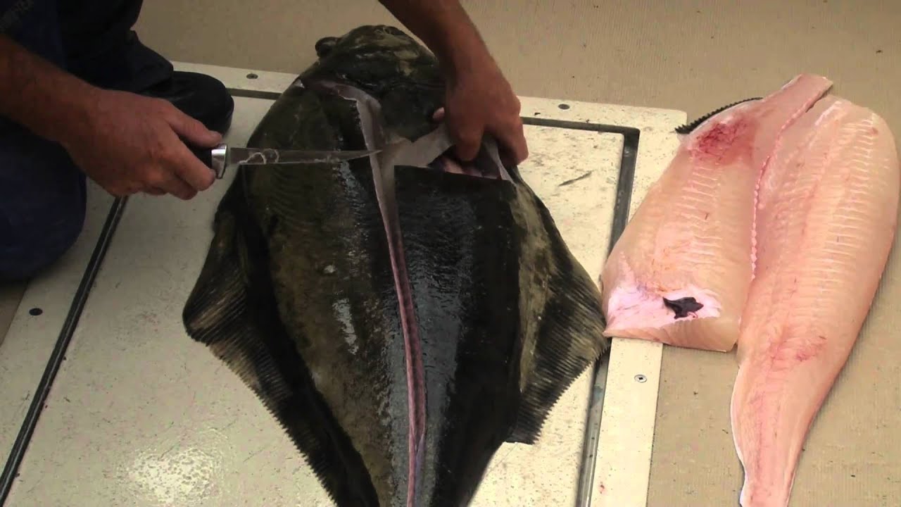 How many fillets does it take to fillet a halibut?