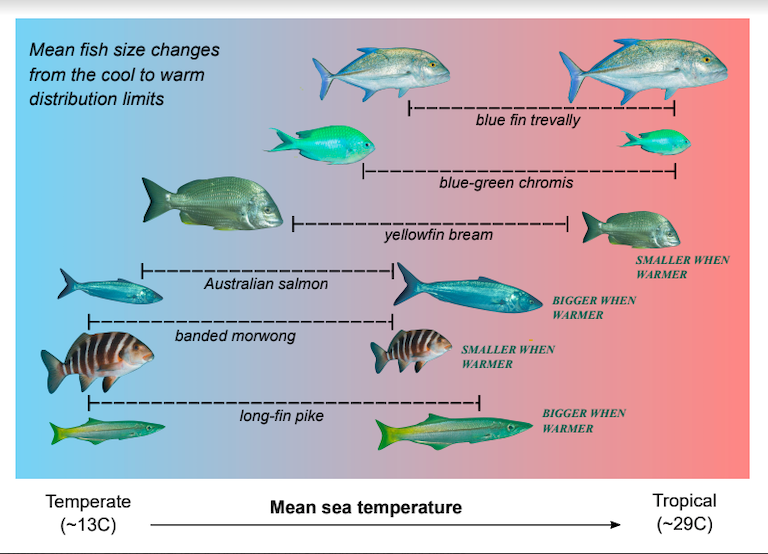 How many fish are affected by climate change?