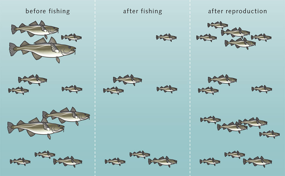 How many fish are endangered due to overfishing?