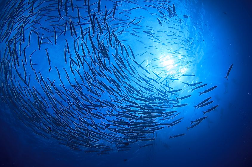 How many fish are left in the ocean 2020?