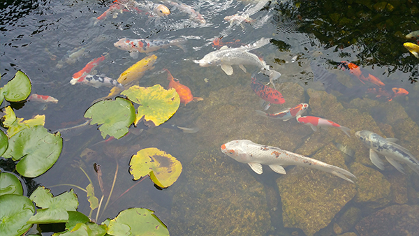 How many fish can be in a pond?