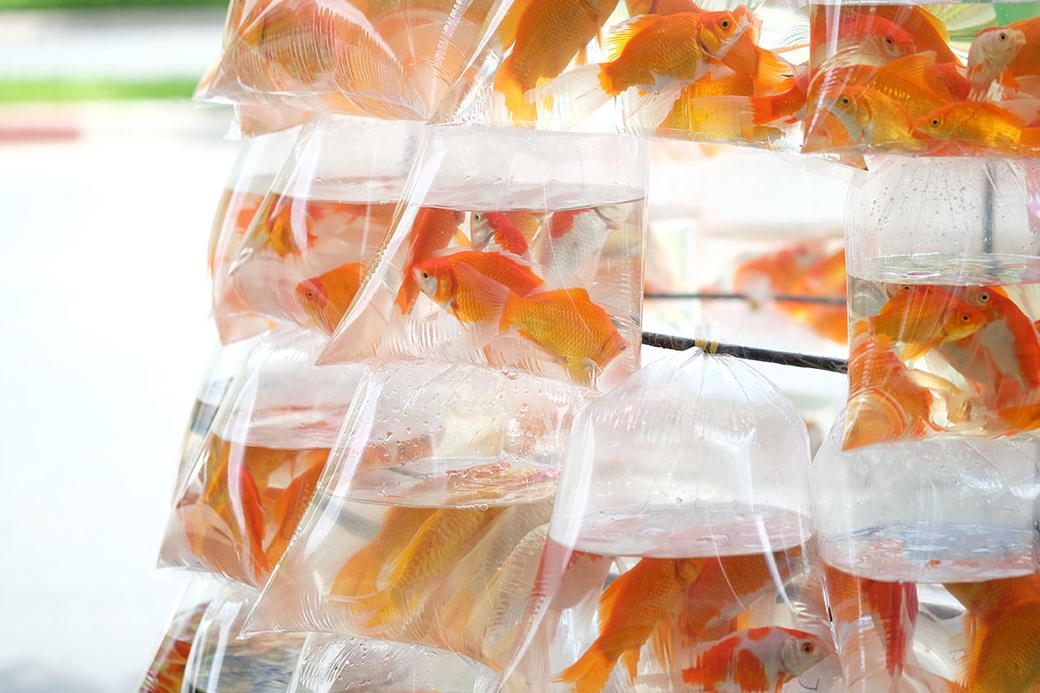 How many fish can you put in a bag for shipping?