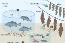 How many fish come from fish farms?