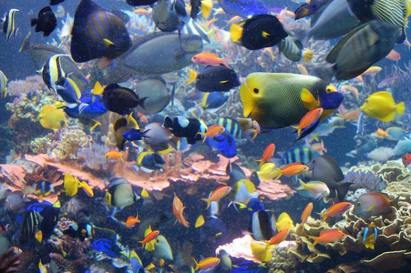 How many fish is too many in a tank?