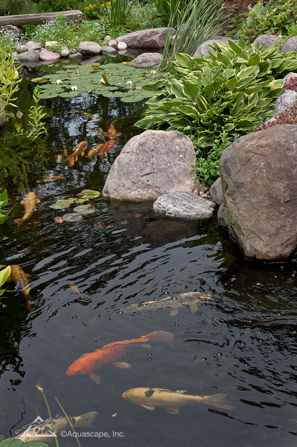 How many fish should be in a small pond?
