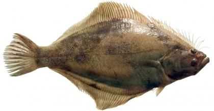 How many flounder are there in California?