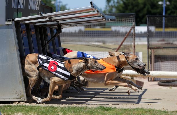 How many greyhound tracks are there in the UK?