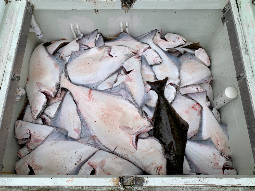 How many halibut can I catch in Alaska 2021?