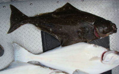 How many halibut can I catch in Oregon?