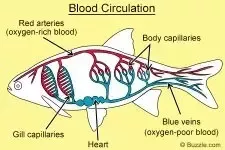 How many hearts do fish have?