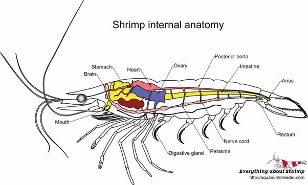 How many hearts does a prawn have?