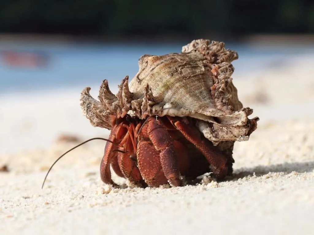 How many hermit crabs should be in a group?