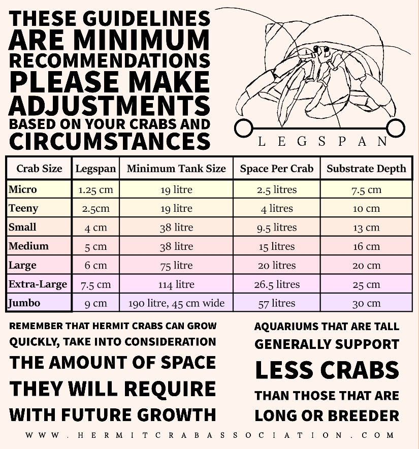 How many hermit crabs should you get?