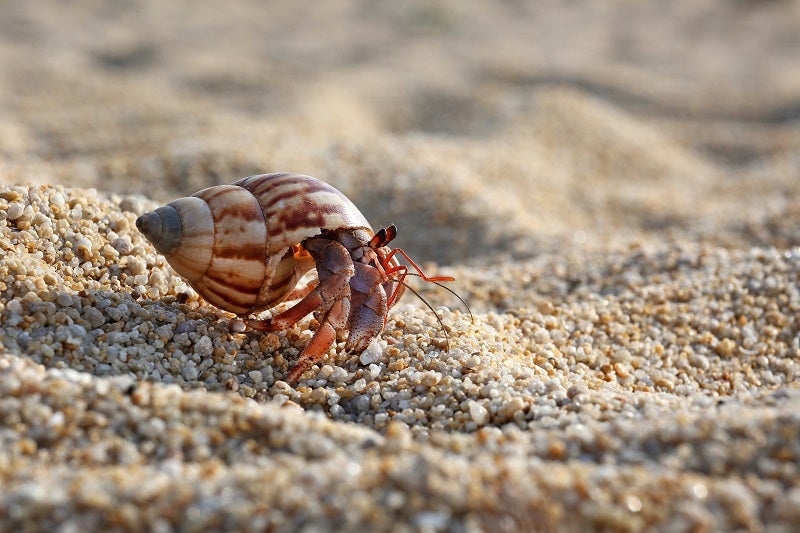How many hermit crabs should you have as pets?